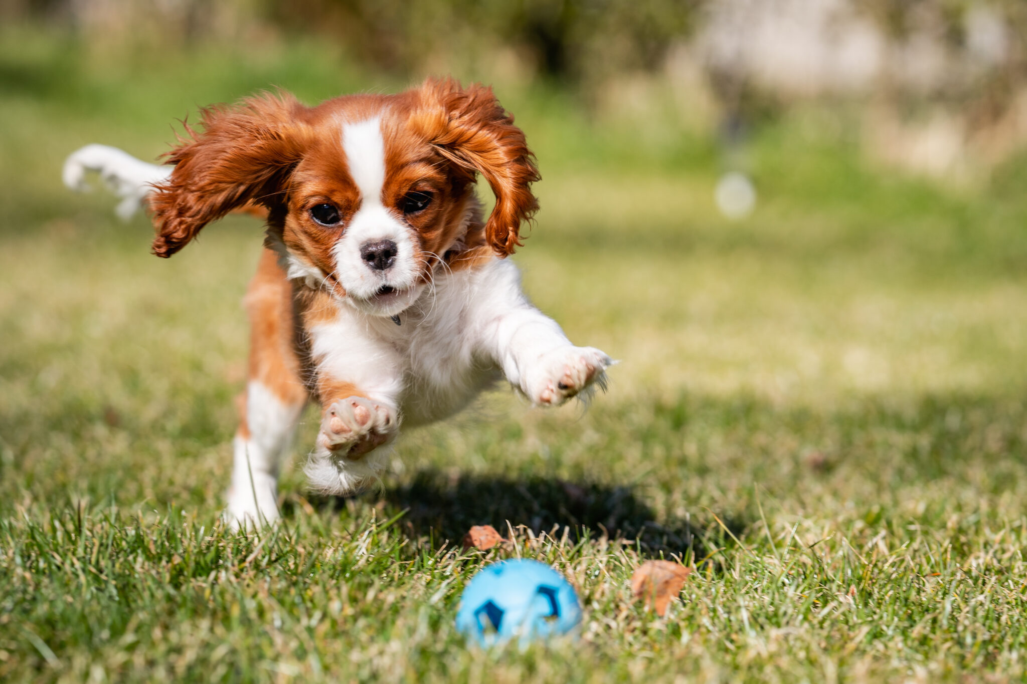 Tout savoir sur le Cavalier King Charles - bouledepoils.be